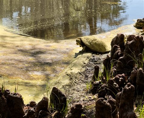 Igniting Spark Imaginary Worlds And A Pollen Turtle Light Stalking