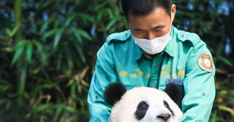 푸바오 中 반환이 ‘강바오 탓에버랜드 사육사 개인에 지나친 비방 댓글은 삭제” 공식