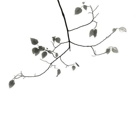 Black And White Tree Branch With Leaves