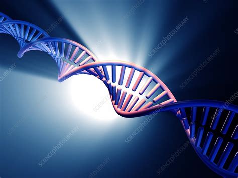 Dna Molecule Computer Artwork Stock Image F0010111 Science Photo Library