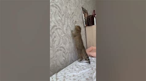 Энгри берд… Youtube