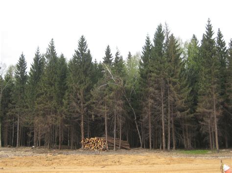 What Is Missing Logging Of The Russian Boreal Forest