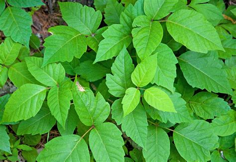 Four Easy Steps To Take When You Touch Poison Ivy