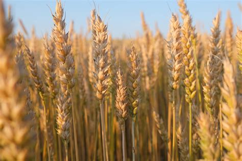 Descubre Los Principales Tipos De Trigo Guía Completa Y Actualizada ︎