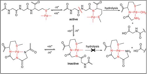 Amide Bond