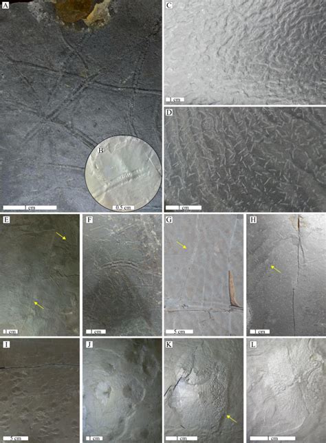 Associated Biotic Elements A B E And F Ichnofossils C D G H