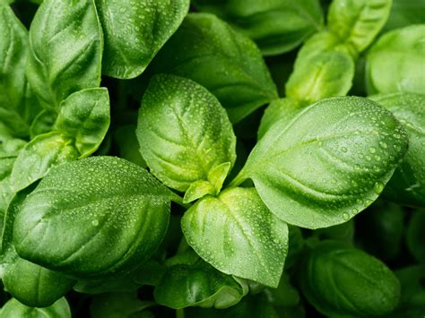 How Frequently Should You Water Basil At Joshua Freeman Blog