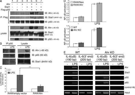 Ahr Inhibits Lps Induced Nf κb Transcriptional Activity Together With Download Scientific