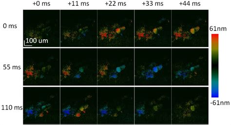 Figure 3 From Spatial Mapping Of Tracheal Ciliary Beat Frequency Using
