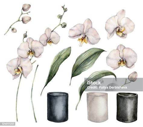 수채화 오초와 냄비 세트입니다 손으로 그린 열대 흰색 꽃 나뭇 가지 잎과 흰색 배경에 고립 된 세라믹 냄비 디자인 직물 인쇄 또는 배경에 대한 꽃 그림 난과 식물에 대한