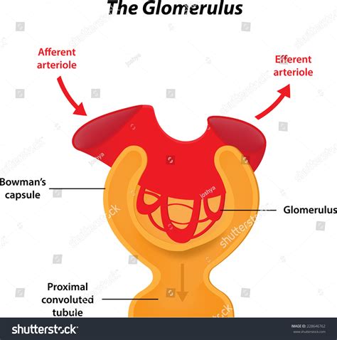 Glomerulus Labeled Diagram Stock Illustration 228646762 Shutterstock