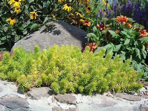 Sedum Rupestre Angelina Urban Tree Farm Nursery