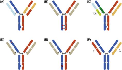 2 Schematic Representation Of Asymmetric Igg Like Bsabs Based On