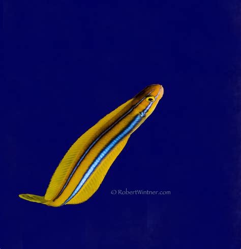 Ewa Fang Blenny Blue Snorkel Bobs