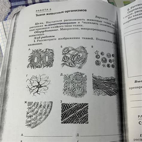 РАБОТА 6 Ткани животных организмов Рассмотрите изображения тканей Подпишите их названия