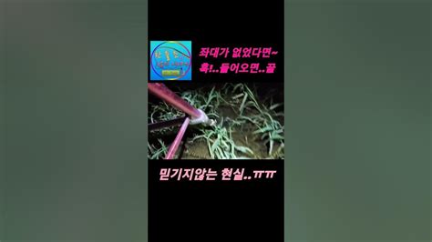 살벌하네까치살모사칠점사발밑을 조심해 Youtube