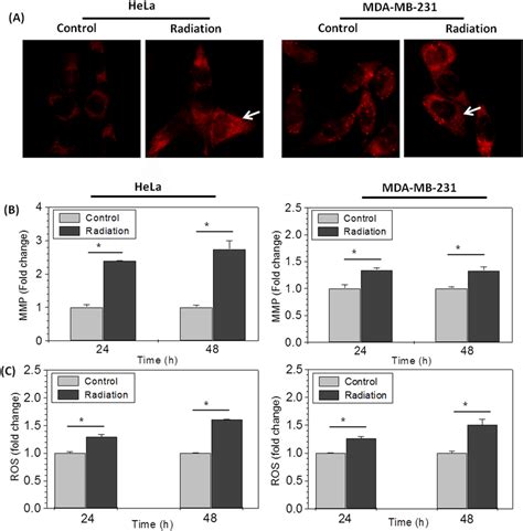 Radiation Induces Hyperactivation Of Mitochondria A Photomicrographs