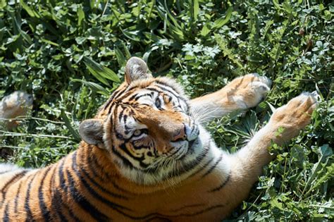 스페인 칸타브리아의 카바세노 자연 공원에서 카메라를 보면서 잔디에 누워 있는 벵골 호랑이의 아름다운 근접 초상화 감금 상태에 대한 스톡 사진 및 기타 이미지 Istock