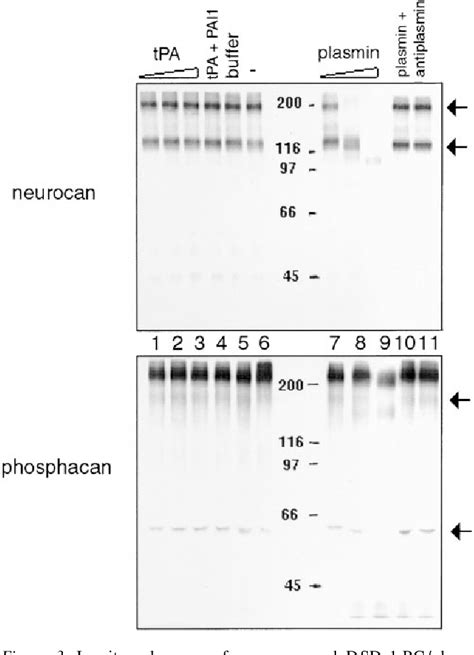 Structure Of Dentate Gyrus Semantic Scholar
