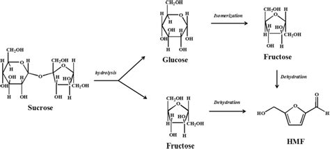 Conversion Reactions Of Sucrose Glucose And Fructose Into Hmf Download Scientific Diagram