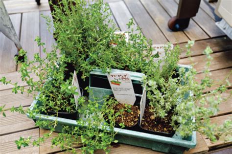 自宅で簡単ベランダガーデンでプチ家庭菜園はじめよう BE PALキャンプアウトドア自然派生活の情報源ビーパル