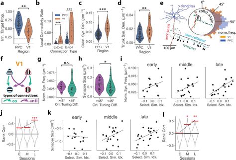 Parietal Cortex Mouse