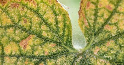 4 Early Signs Of Spider Mites The Garden Magazine