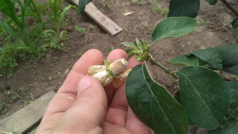 The Tree Does Not Bear Fruit For Three Years