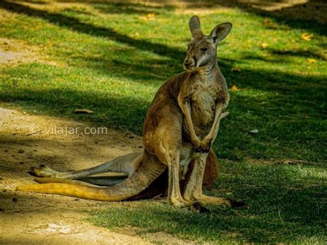 ویلاجار باغ وحش ارم تهران 1366