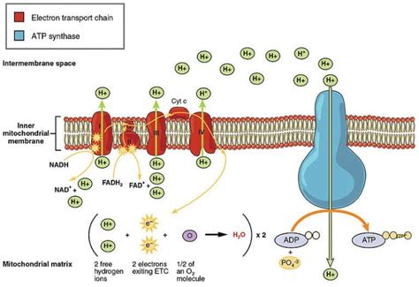 ATP Production TeachMePhysiology