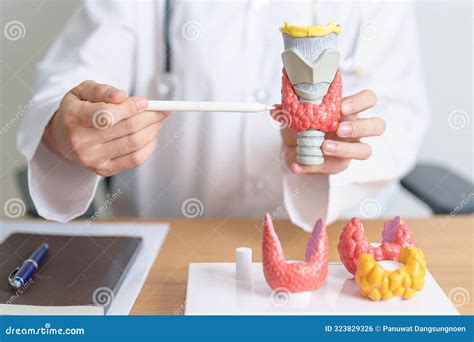 Hypothyroidism Hyperthyroidism Diagnoses Homepage Design Template 3d Endocrine Organ And