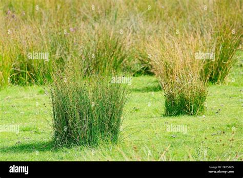 Soft Rush Tufted Grass Juncus Effusus Growing In A Scottish Meadow