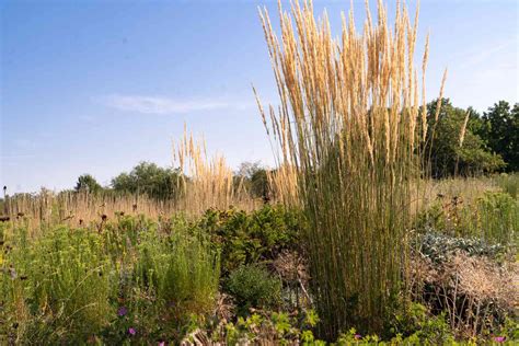 How To Grow Karl Foerster Feather Reed Grass In Your Yard