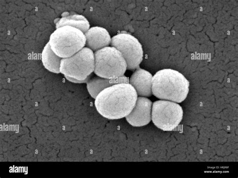Micrococcus Species