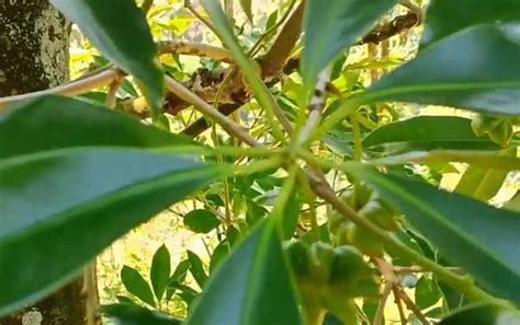 莽草是什么植物 蜜源植物 酷蜜蜂