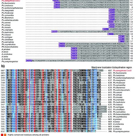 Sequence Alignment Of Predicted Exou Homologs A The Amino Terminal