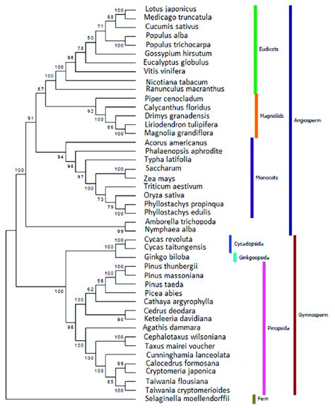 Phylogenetic Analyses Were Performed Based On The 65 Protein Coding Download Scientific Diagram