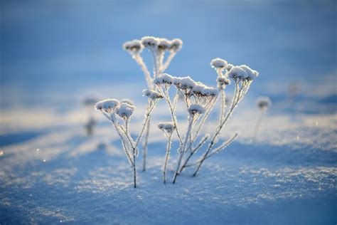 冬天的场景二十四节气立冬小雪大雪冬至小寒大寒图片下载 觅知网