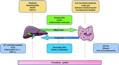 Promotion Of Gut Microbiota In Nafld Gut Microbiota Dysbiosis Includes