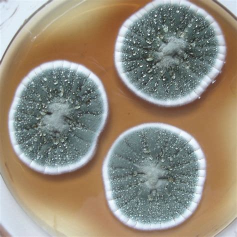Género Penicillium Mohos Productores De Micotoxinas