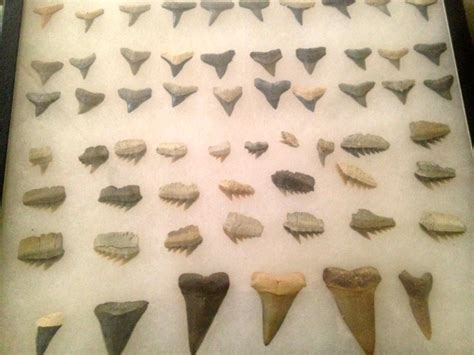 Cow Shark Teeth Member Collections The Fossil Forum