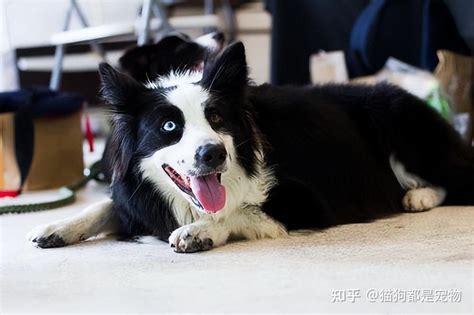 狗界智商排行榜：“最笨”的4种狗和“最聪明”的4种狗！ 知乎