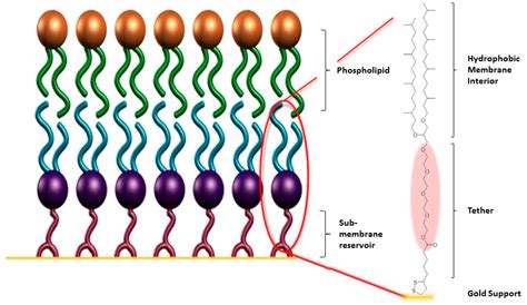 Lipid Bilayer Structure