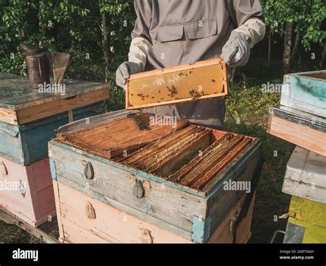 Beekeeper Inspecting Honeycomb Frame At Apiary At The Summer Day Man