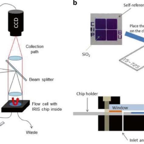 The Experimental Setup Of IRIS For Dynamic Detection A The Optical Download Scientific