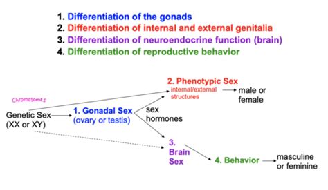 Sexual Differentiation Of The Brain Flashcards Quizlet