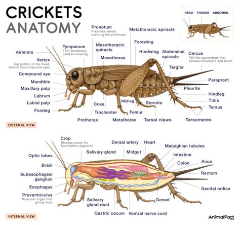Crickets Types Anatomy Habitat Diet Life Cycle Lifespan And Images
