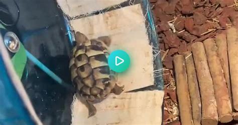 My Backup Generator Needs An Upgrade Album On Imgur