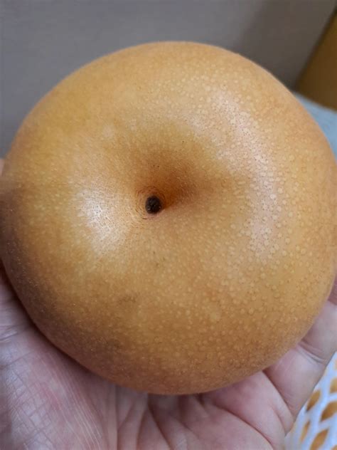 진주 배 기타 중고물품 당근 중고거래