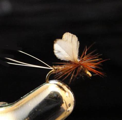 Mahogany Dun The Perfect Fly Store